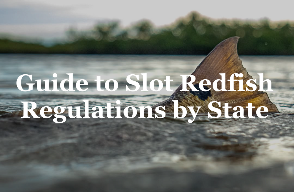 State-by-State Redfish Regulations: Ultimate Guide for Anglers – Tackle ...