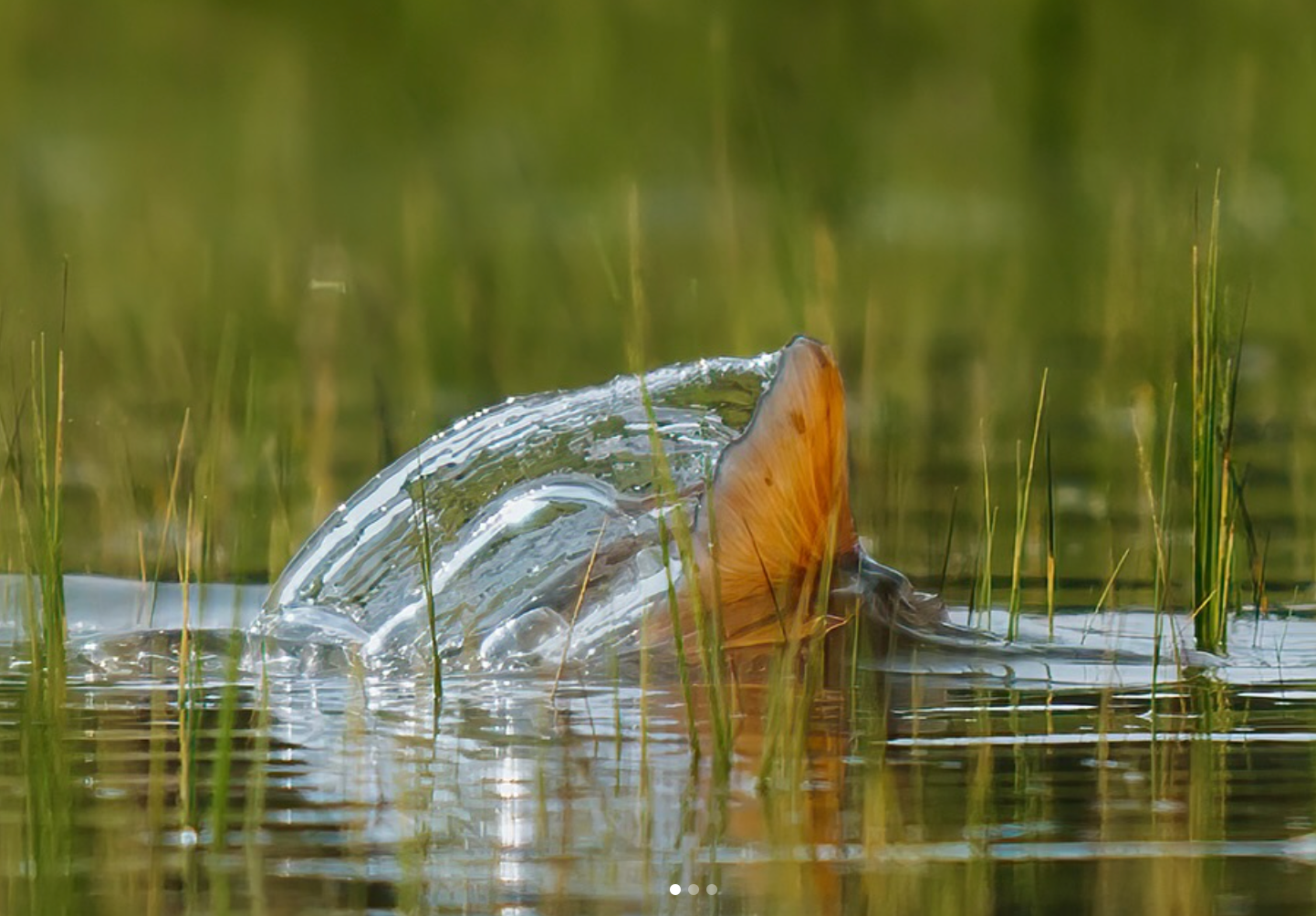 Owen Lupton Drum Rig: How to Tie & Make the Redfish Rig – Tackle Pier