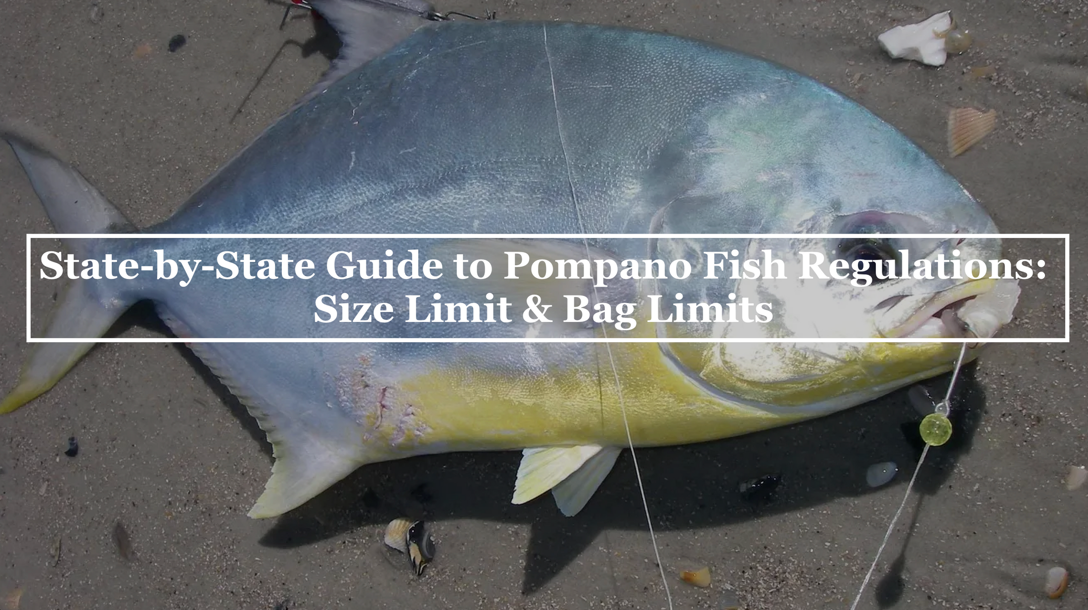 Pompano Fishing Regulations: Size Limit & Bag Limits – Tackle Pier